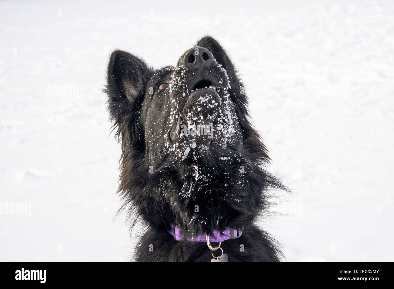 Snoet hi-res stock photography and images - Alamy