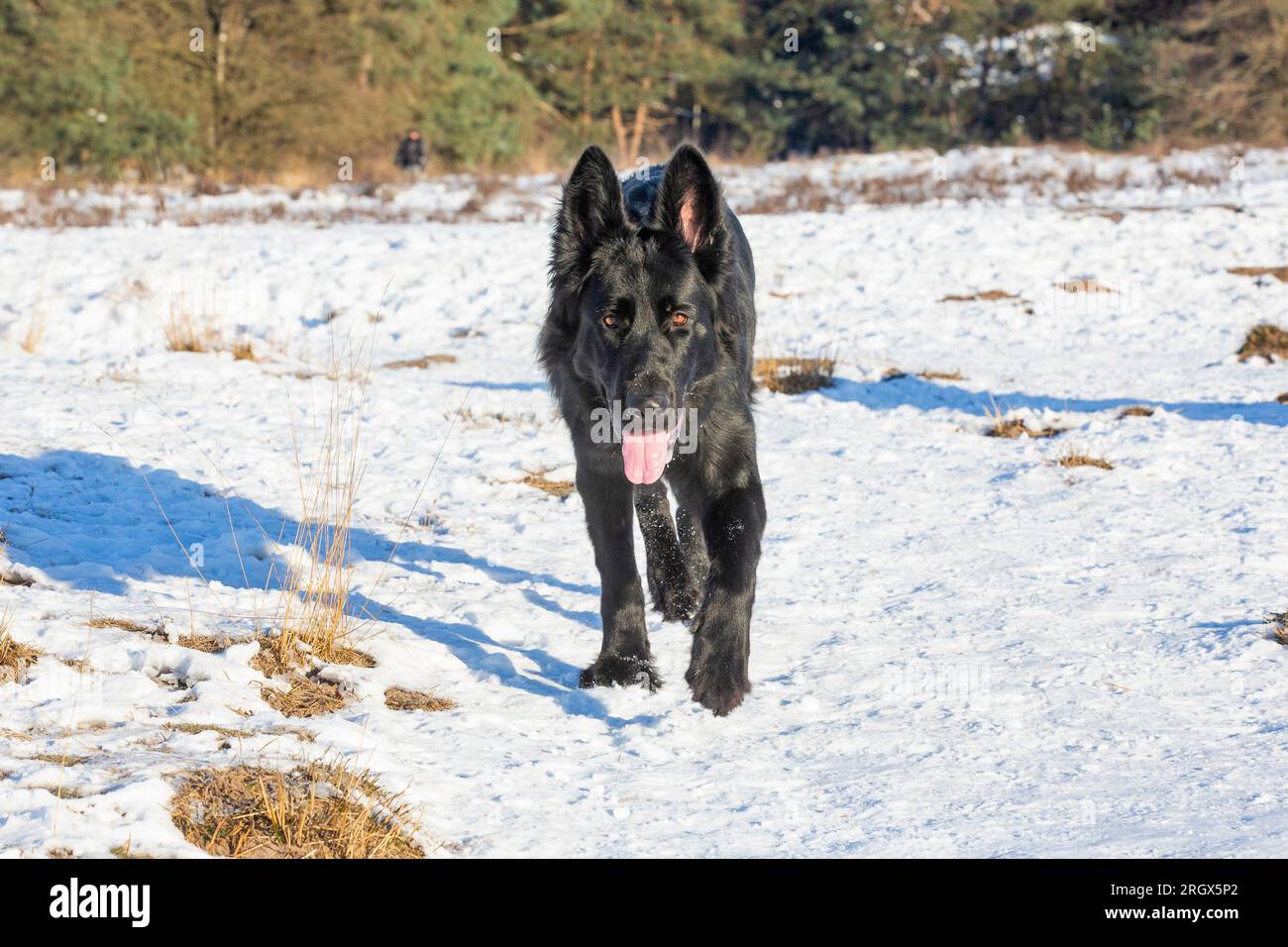 Zwarte hond hi-res stock photography and images - Alamy