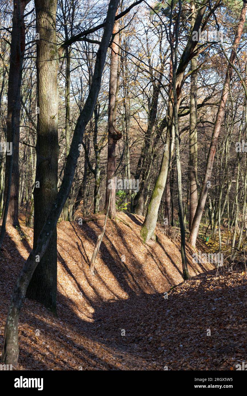 deciduous trees in the autumn season during leaf fall, mixed forest ...
