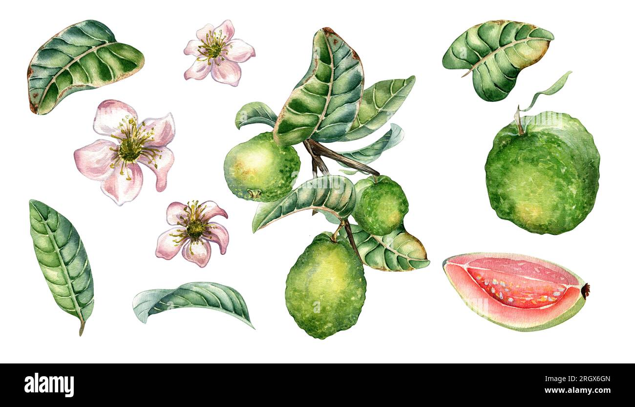 Set with branch of tree and guava fruits whole and sliced watercolor ...