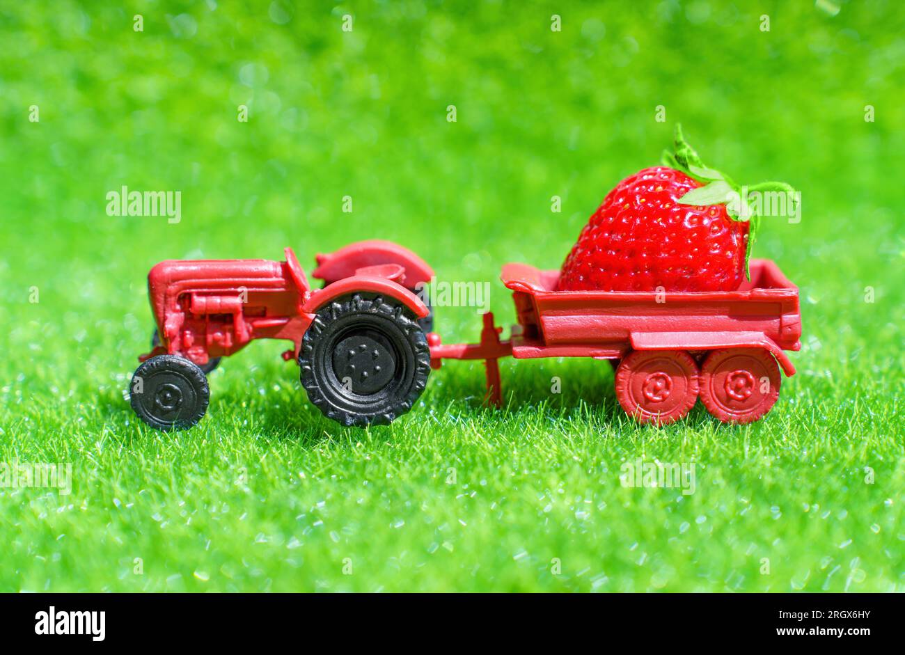 Whimsical toy tractor transports a harvest of plump strawberry across a ...