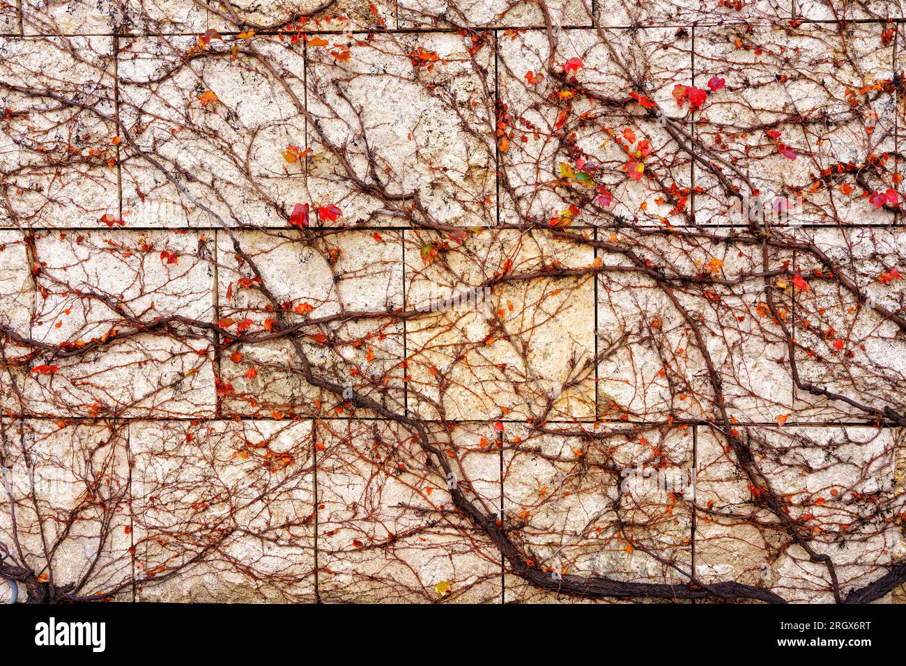 Building facade covered creeping plant hi-res stock photography and ...