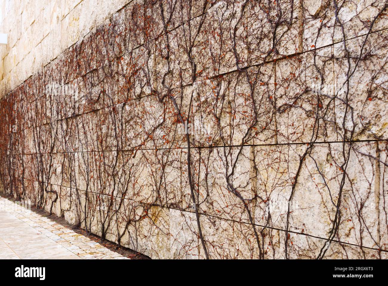 Side view of a stone cladded building wall covered with creeping vines ...