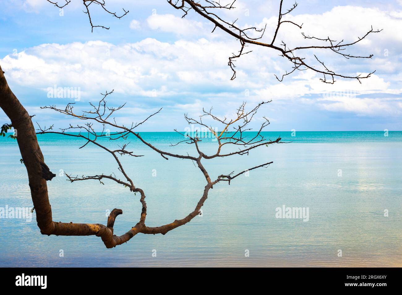 Dry branch of a tree against the background of the blue sea and sky ...