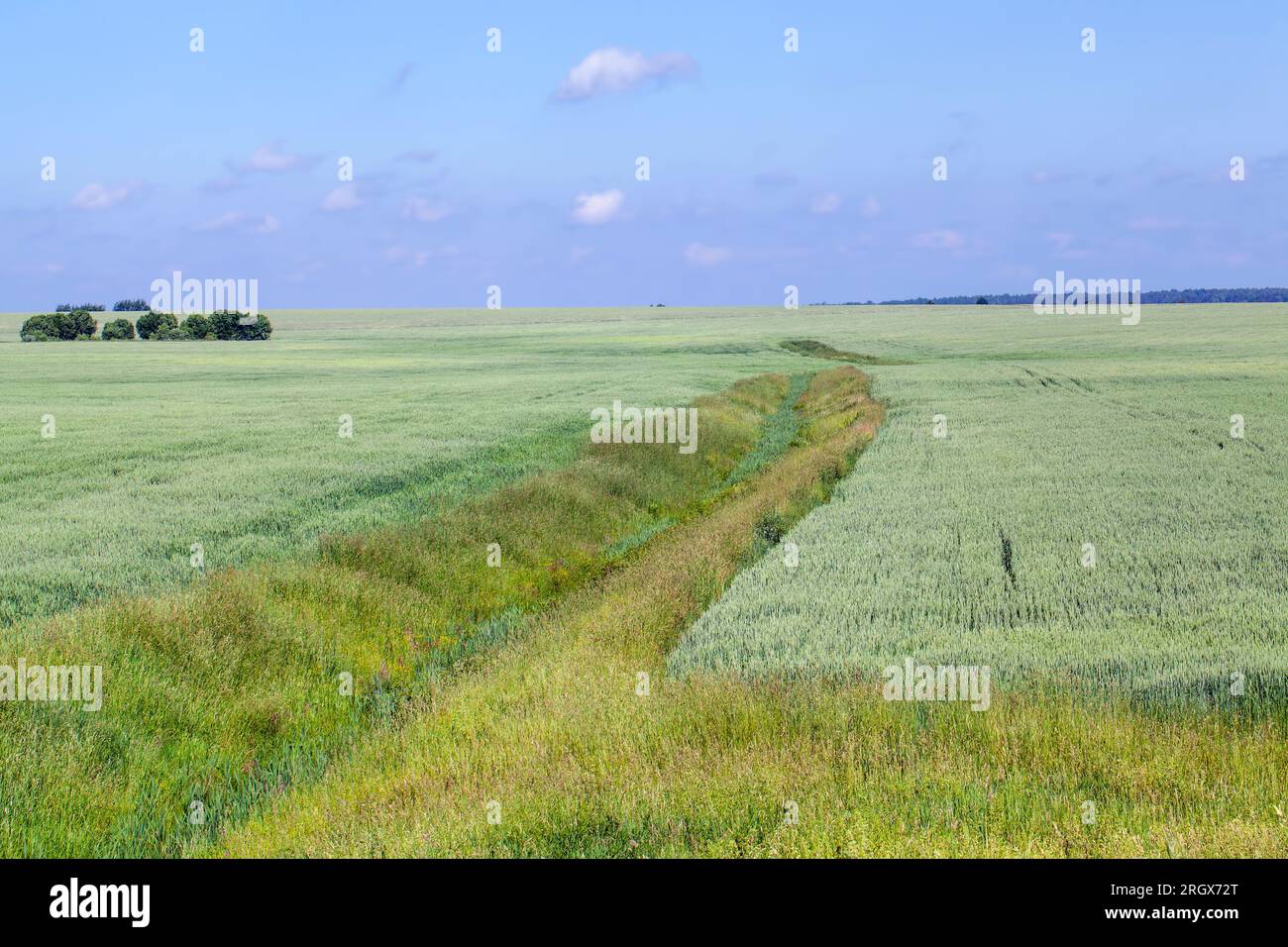 agricultural field with grass and other plants, summer season with ...