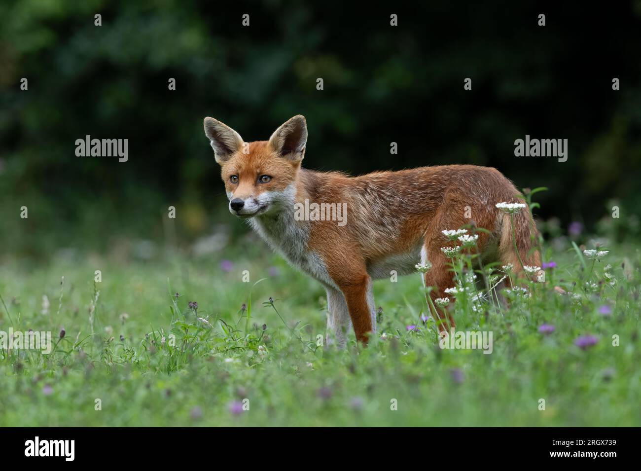 Red Fox (Vulpes vulpes) in a summer meadow at the edge of woodland ...