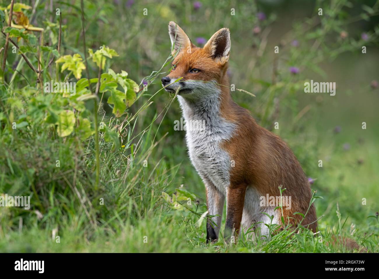 Red Fox (Vulpes vulpes) peering through thick foliage Stock Photo - Alamy