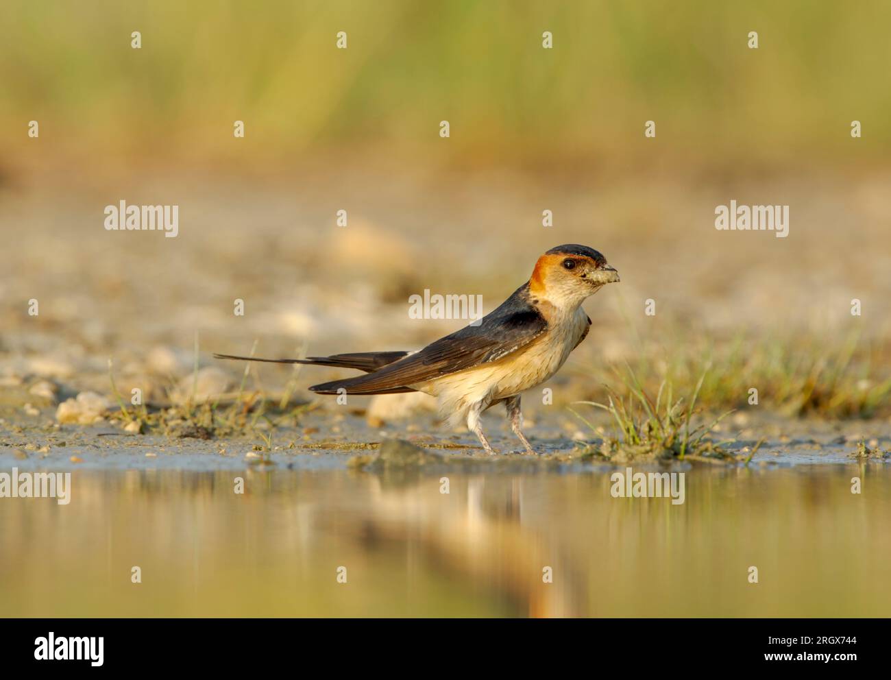 Red-rumped swallow (Cecropis daurica ) in warm light collecting mud for ...