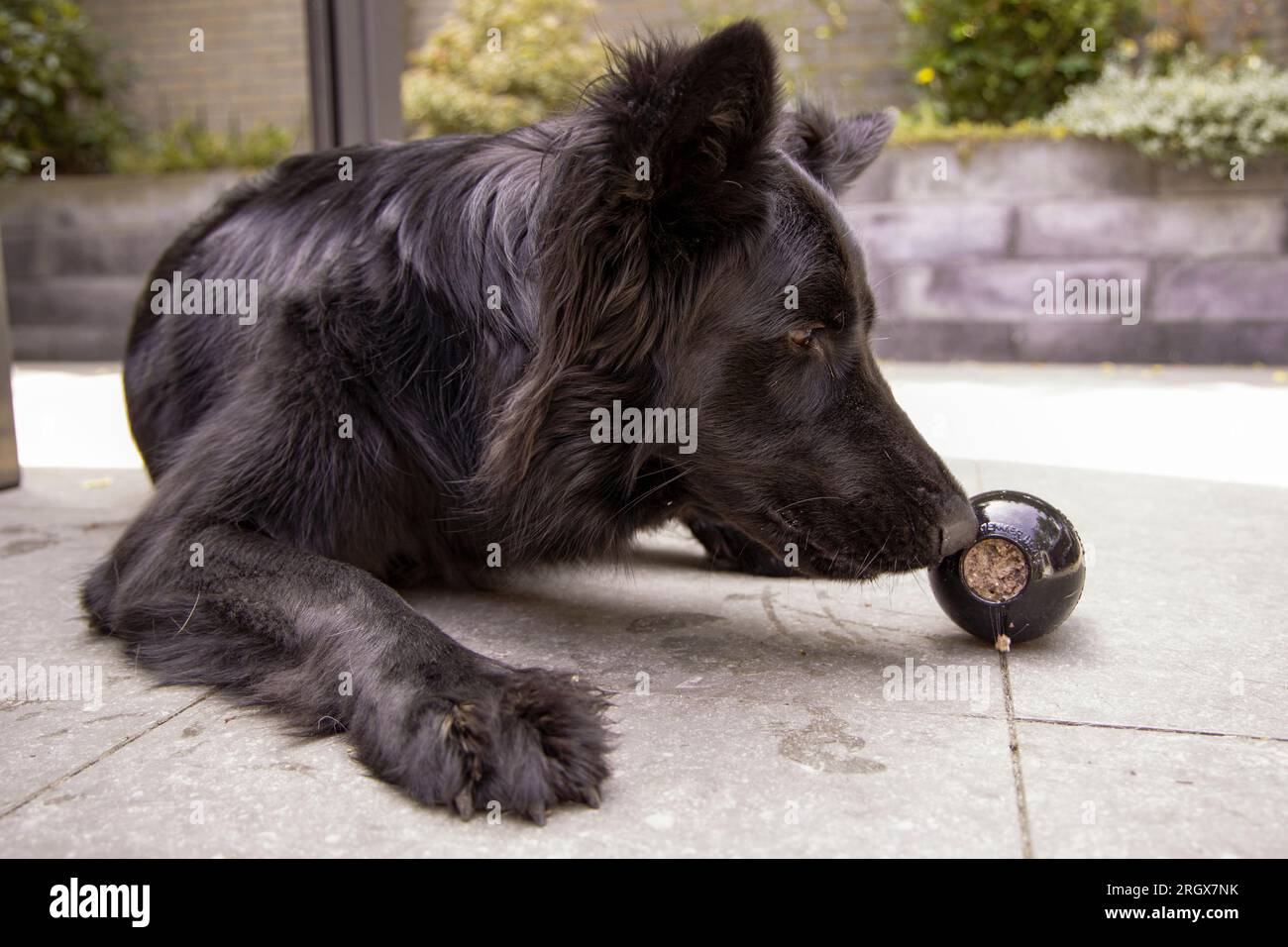 Rubber kong toy hi-res stock photography and images - Alamy