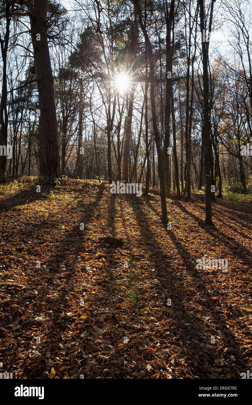 autumn landscape with deciduous trees in the forest, deciduous trees ...