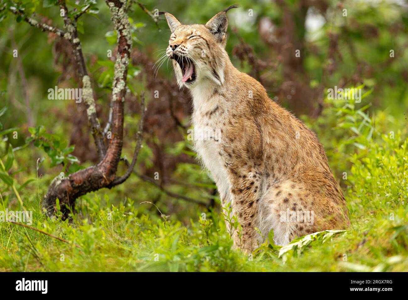 Spots and stripes hi-res stock photography and images - Alamy