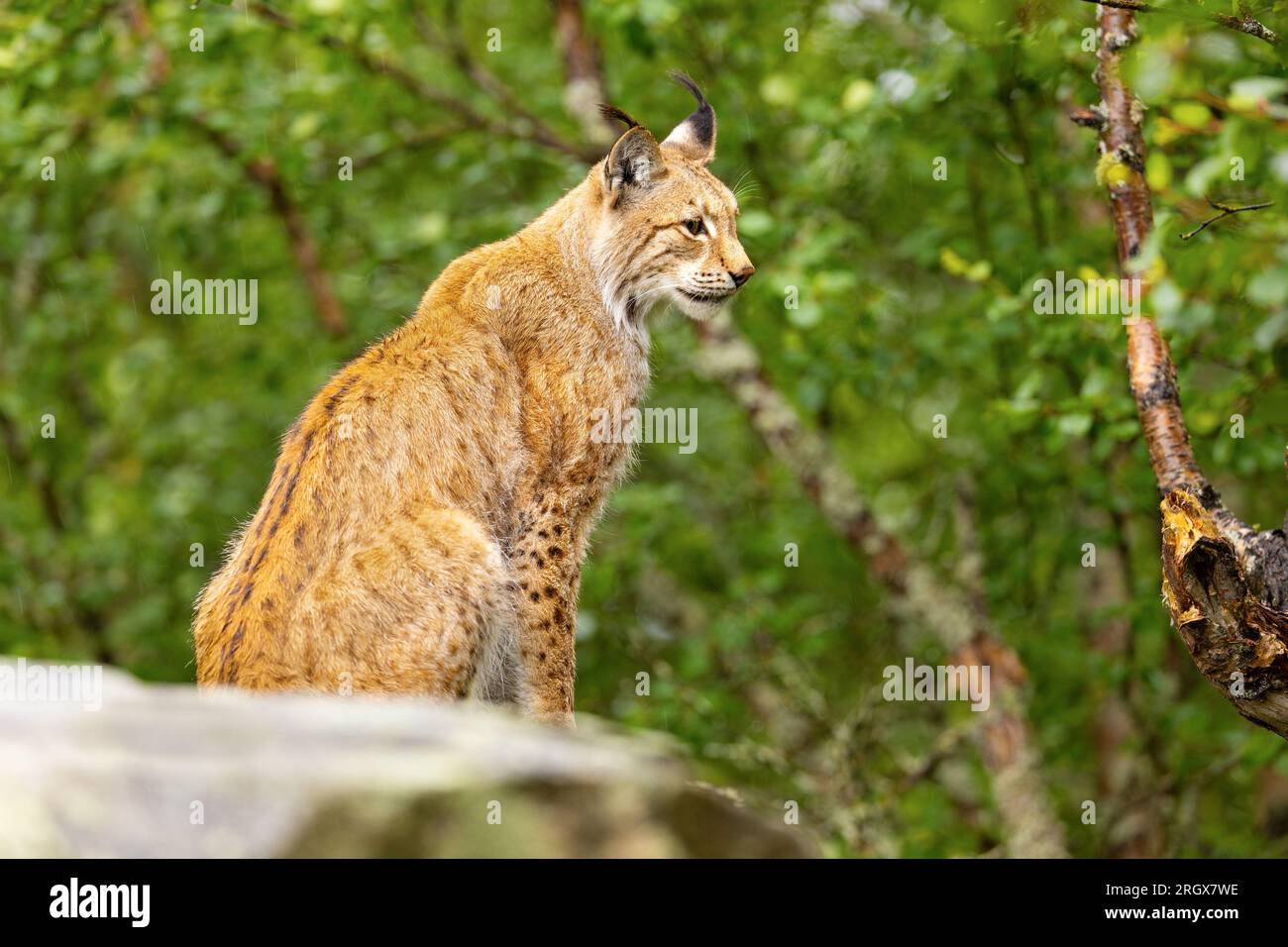 Lynx sitting on a rock in the green forest Stock Photo - Alamy