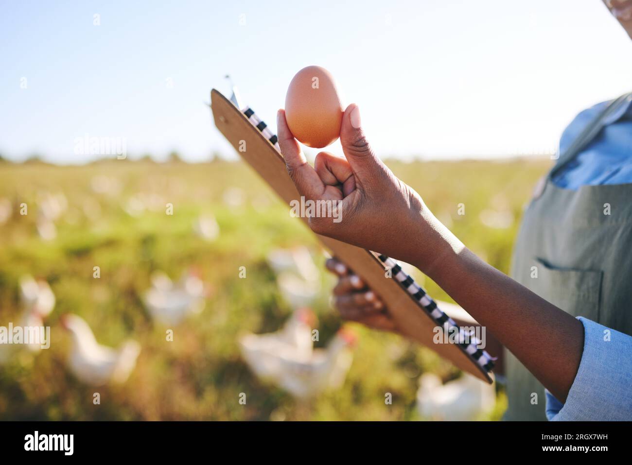 Hand of woman on farm with egg, inspection and chickens, clipboard and ...