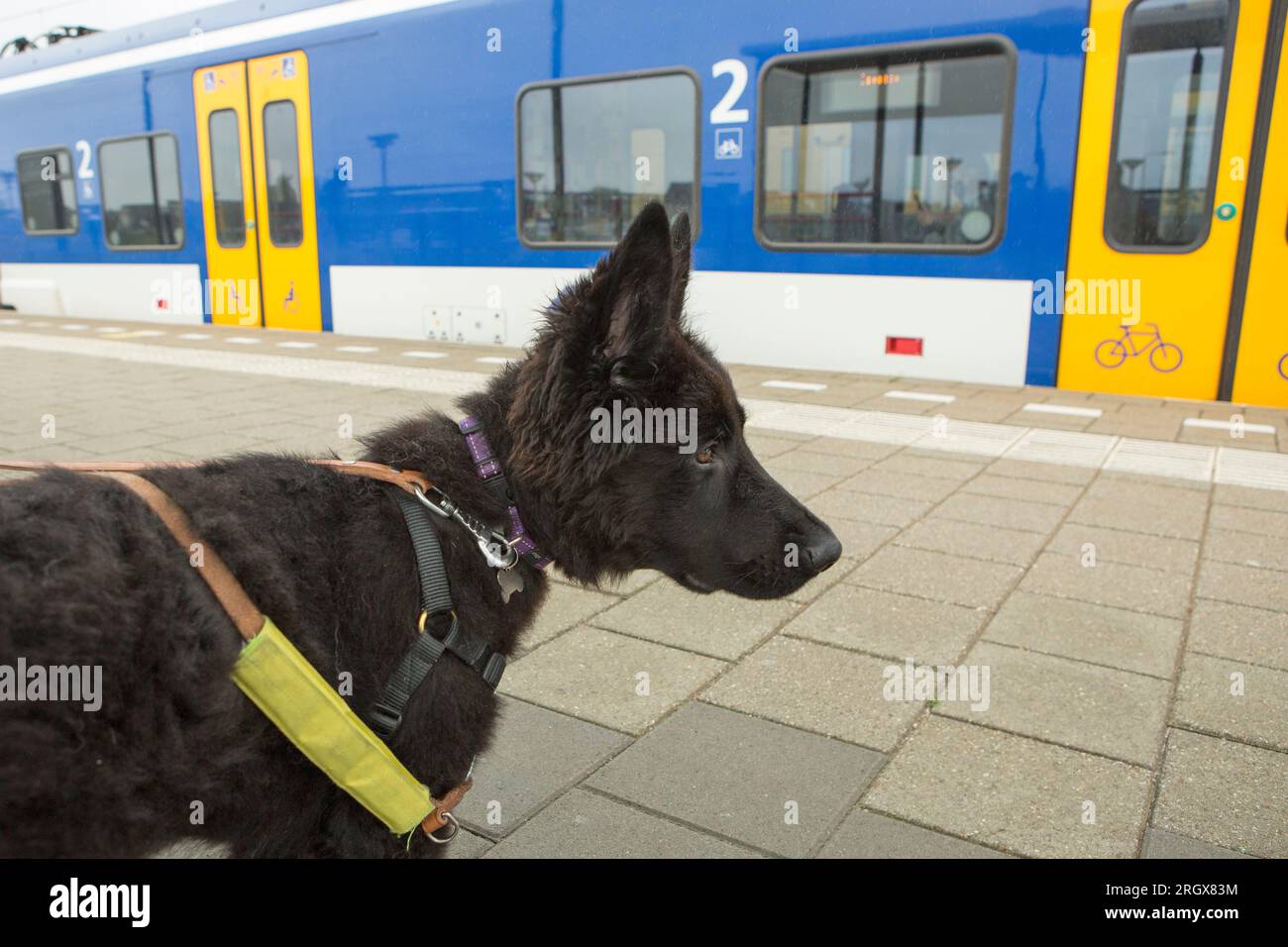 Guide dog train station hi-res stock photography and images - Alamy