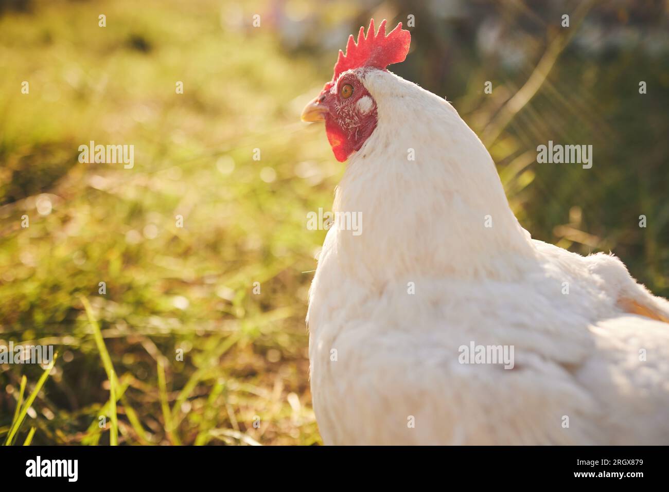 Nature, farming and chicken in grass with freedom in green countryside ...