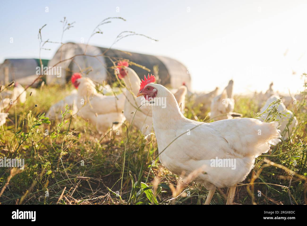 Nature, chicken farm in field and coup in green countryside, free range ...