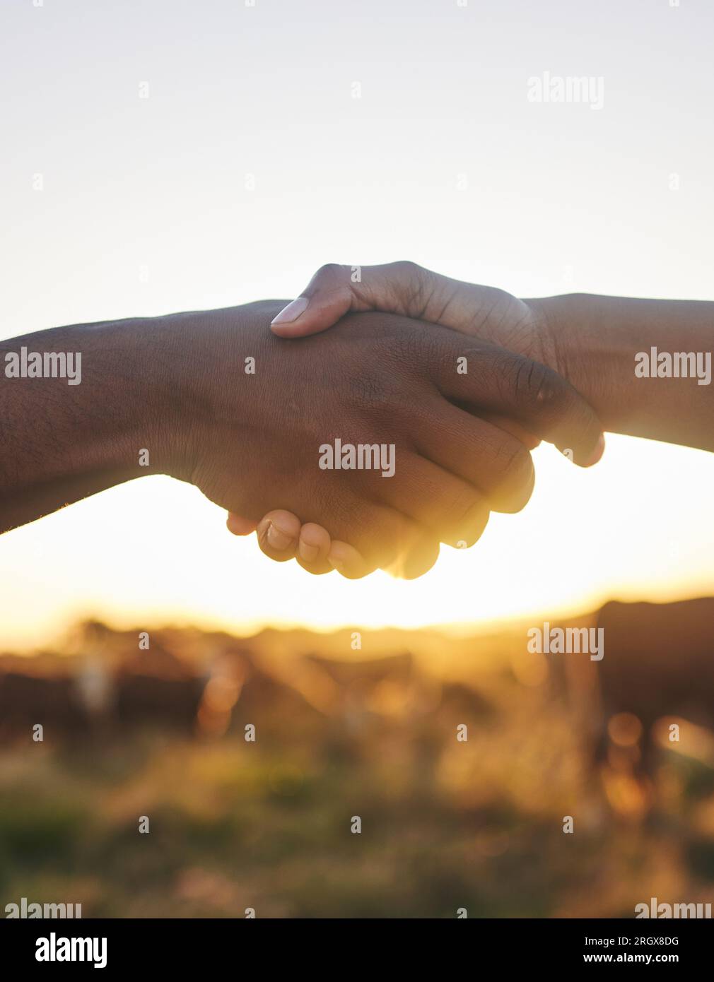 Thank you, handshake and people with b2b farm deal for agriculture ...