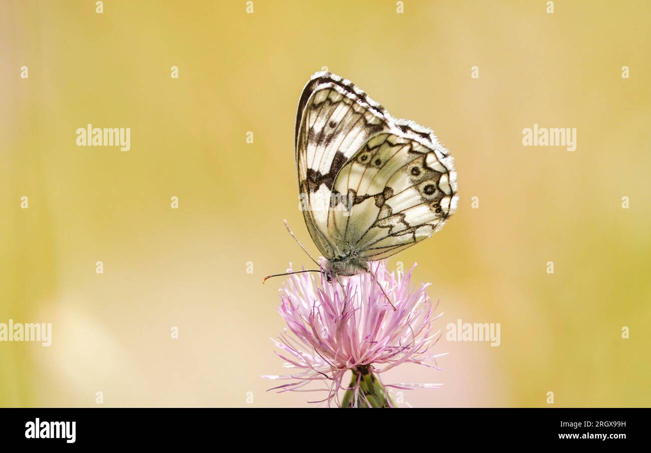Iberian marbled white melanargia lachesis hi-res stock photography and ...