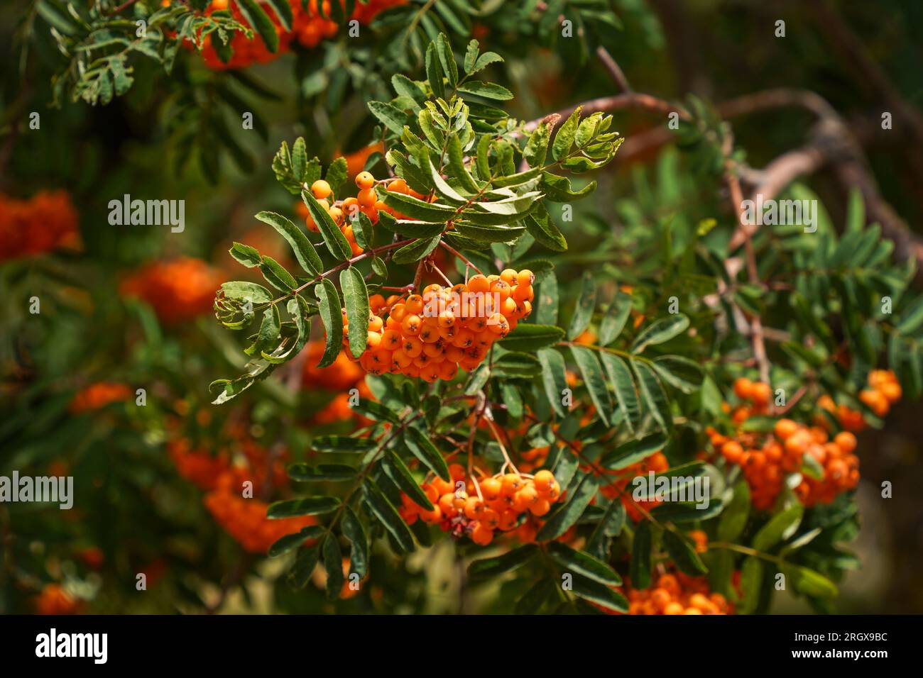 Rowan, mountain-ash, Sorbus aucuparia bush with orange berries, Sierra ...