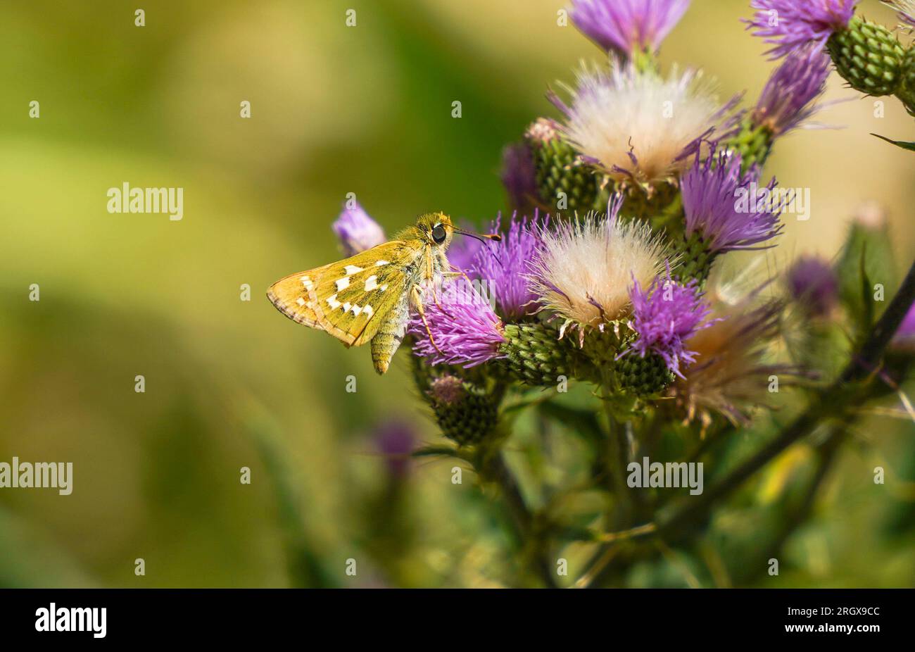 Silver-spotted skipper, common branded skipper, Hesperia comma ...