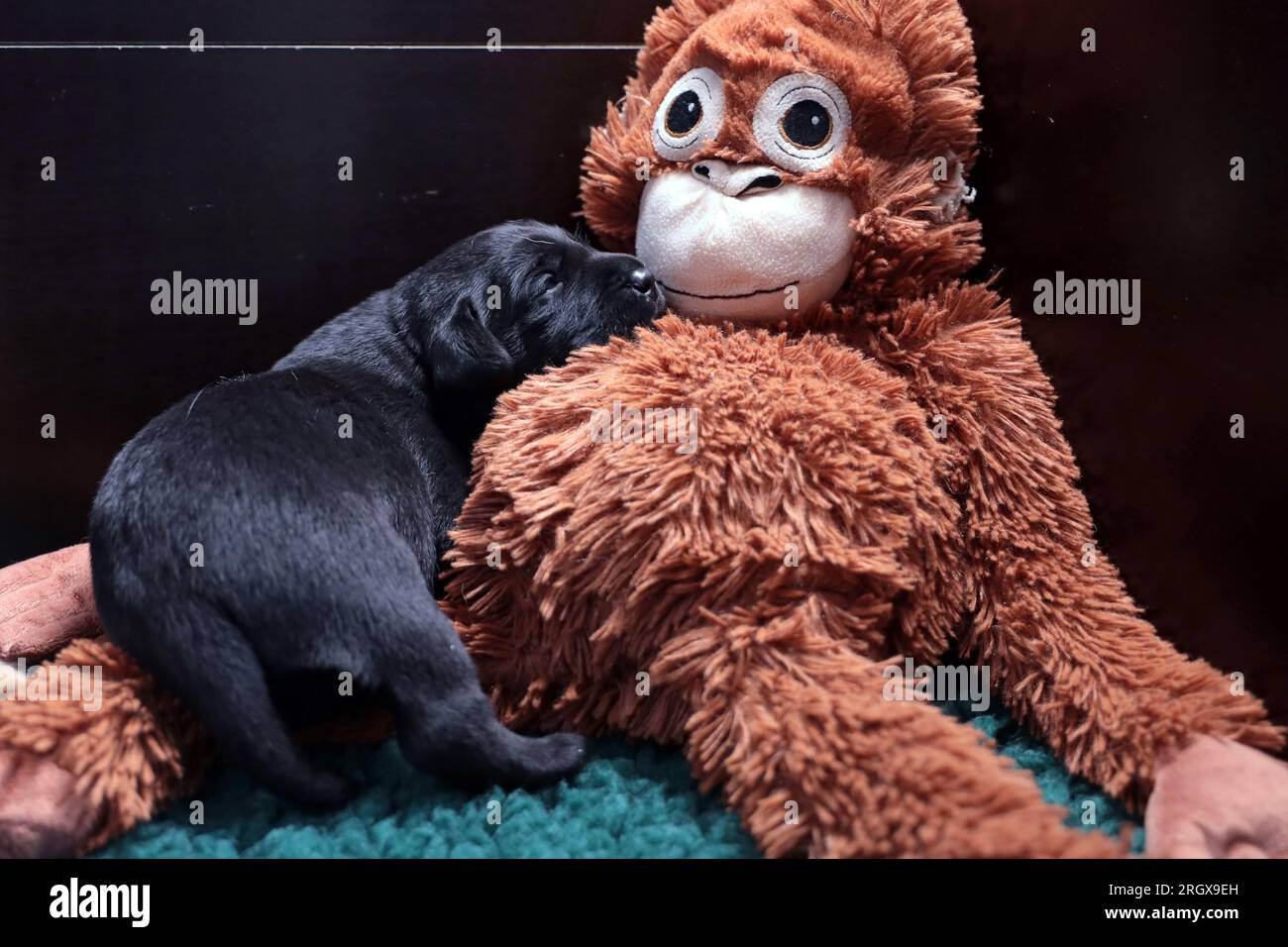 Knuffelen hi-res stock photography and images - Alamy
