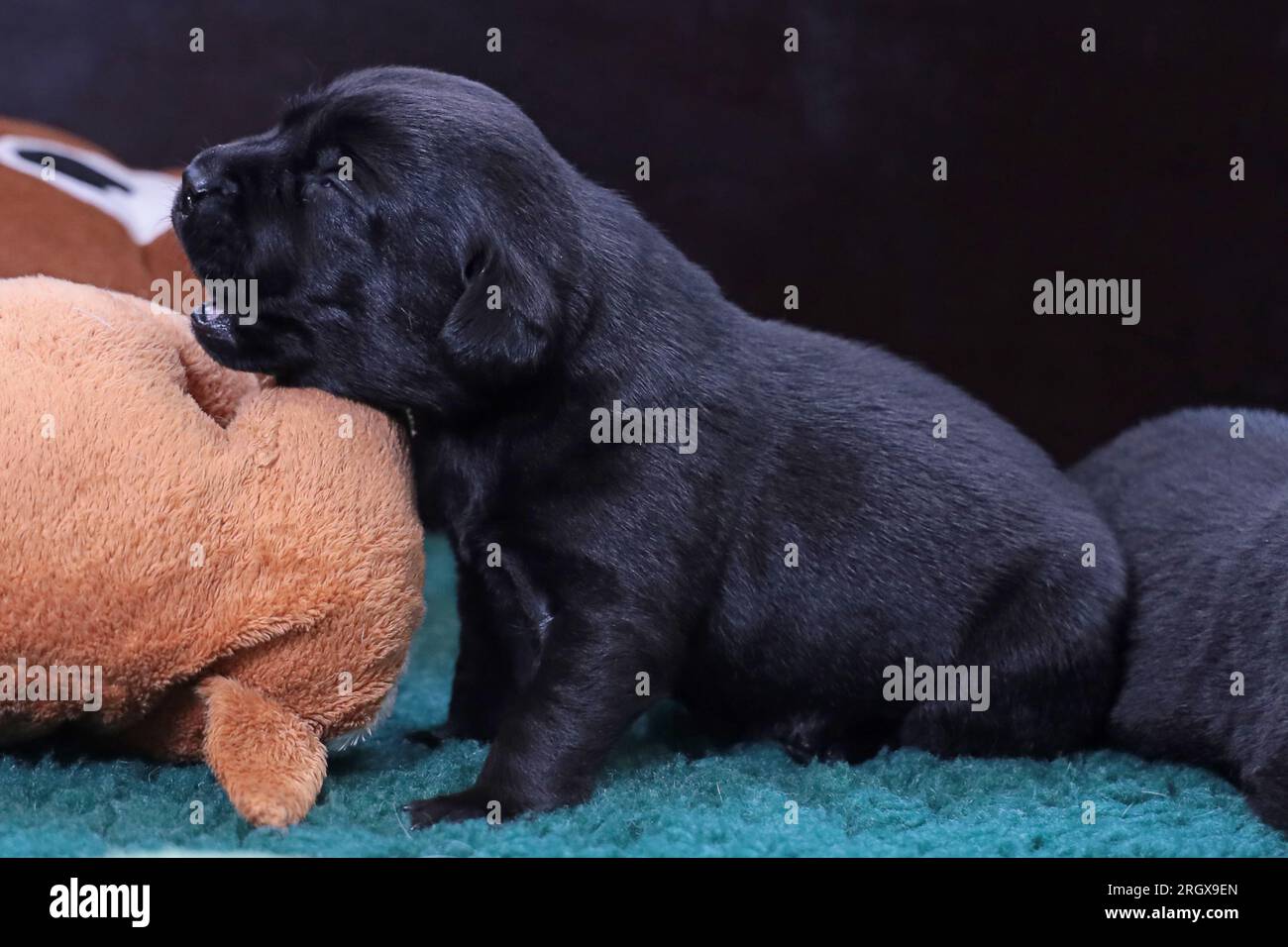 Daar hi-res stock photography and images - Alamy