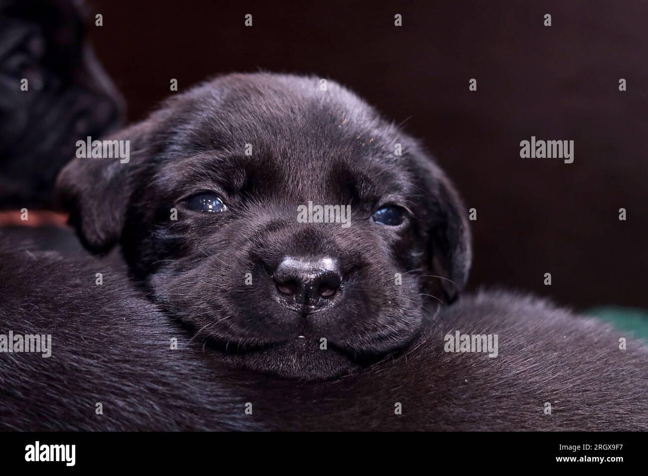 Schattig hi-res stock photography and images - Alamy