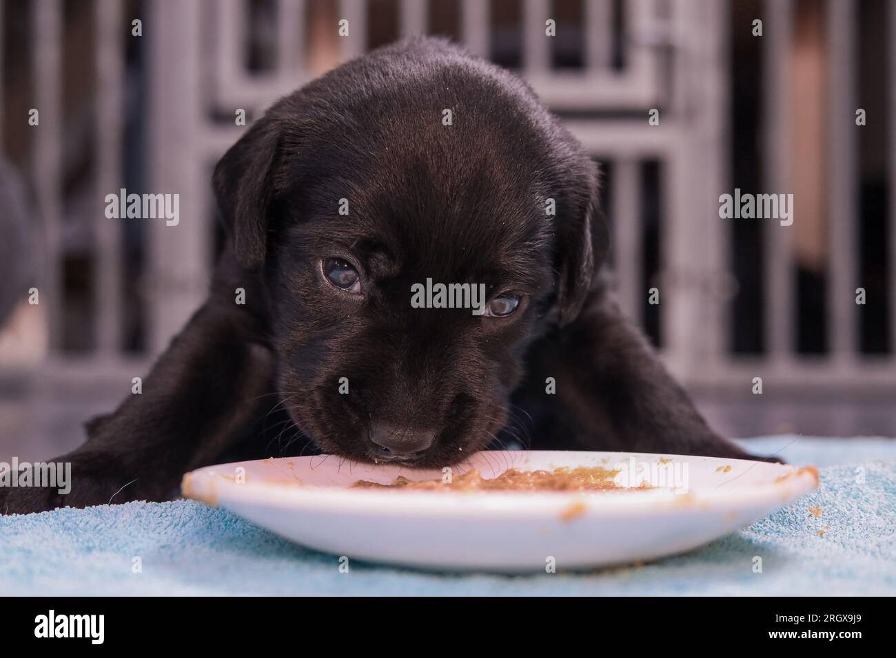 Chunky puppies hi-res stock photography and images - Alamy