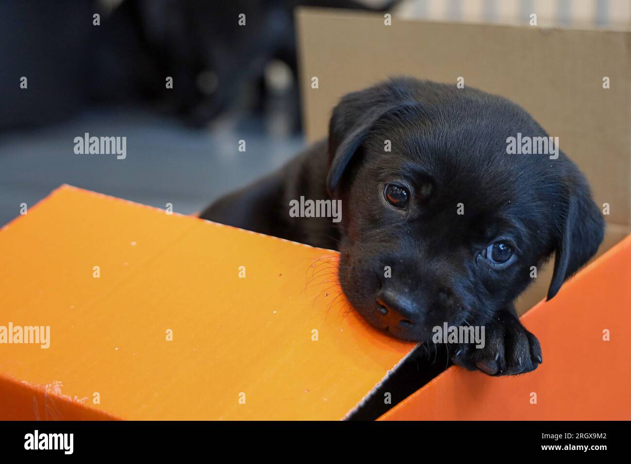 Doos hi-res stock photography and images - Alamy