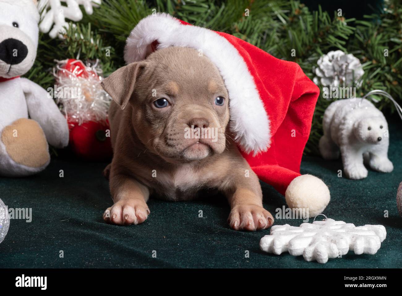 Little cute curious brown puppy American bully wearing santa hat next ...
