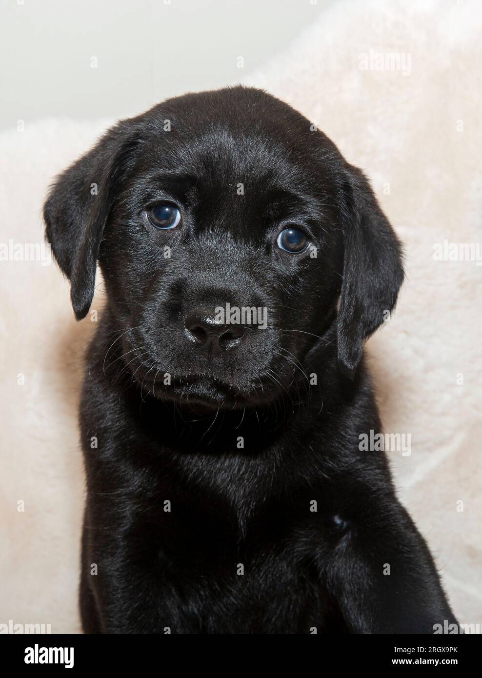 Labrador puppies man hi-res stock photography and images - Alamy