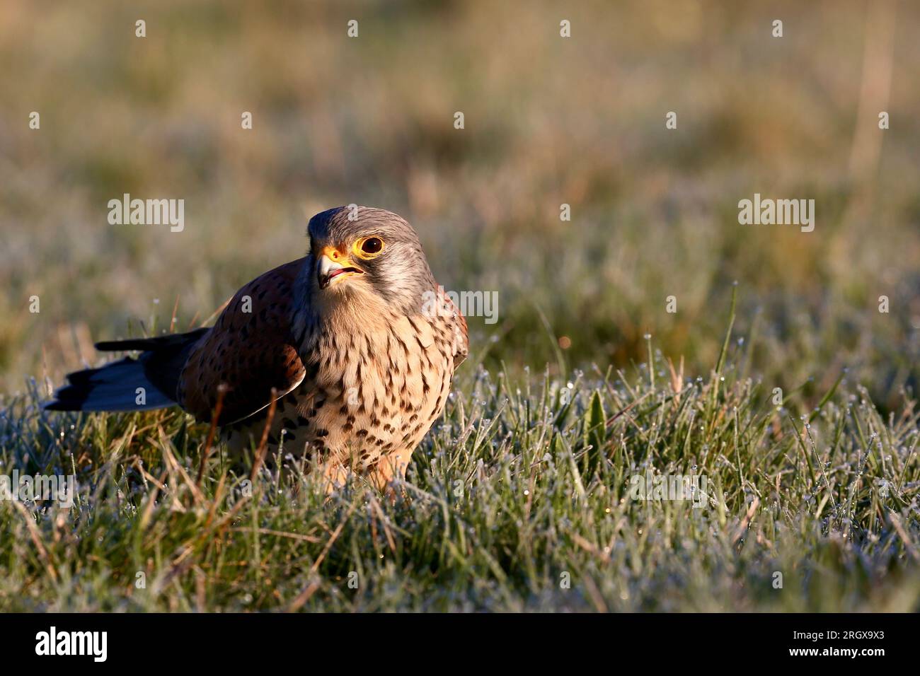 Kestrel hunting for ground prey hi-res stock photography and images - Alamy