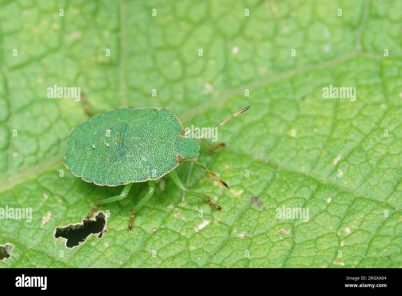 Natural closeup on an instar nymph of the Green bug , Palomena prasina ...