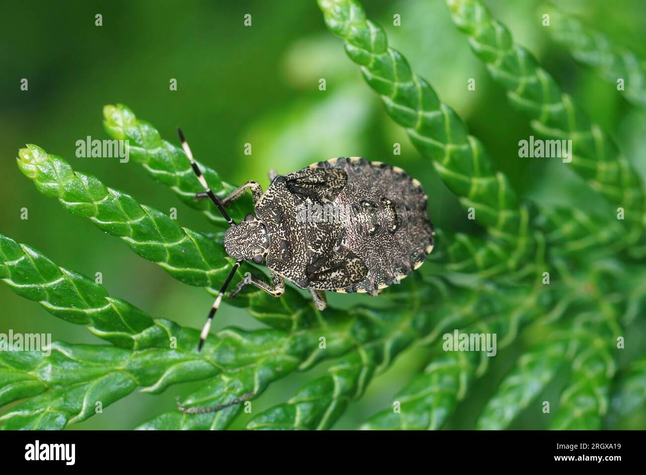 Natural closeup on an instar nymph of the mottled shieldbug ...