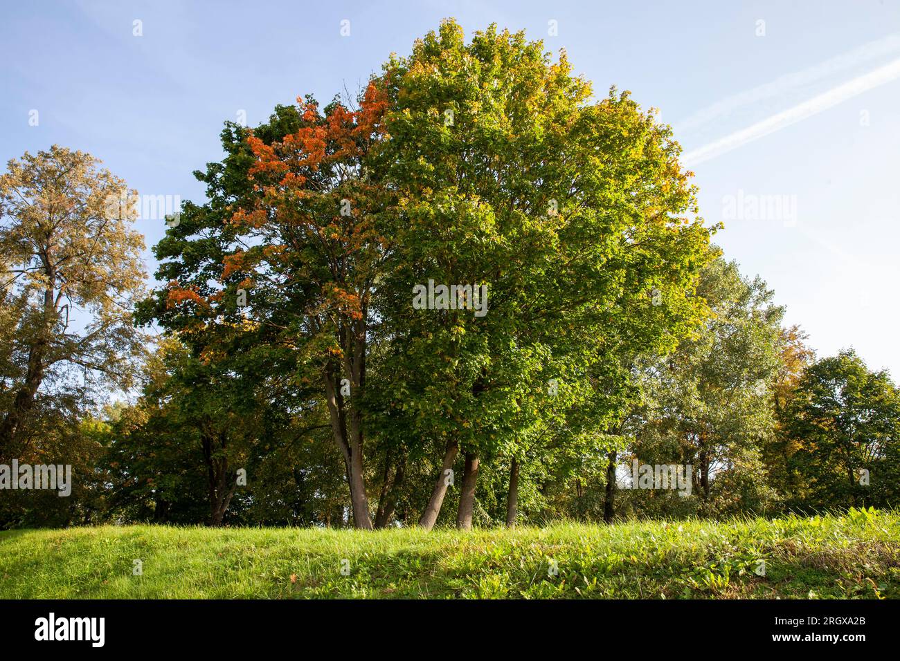 mixed forest with different types of deciduous trees, beautiful forest ...