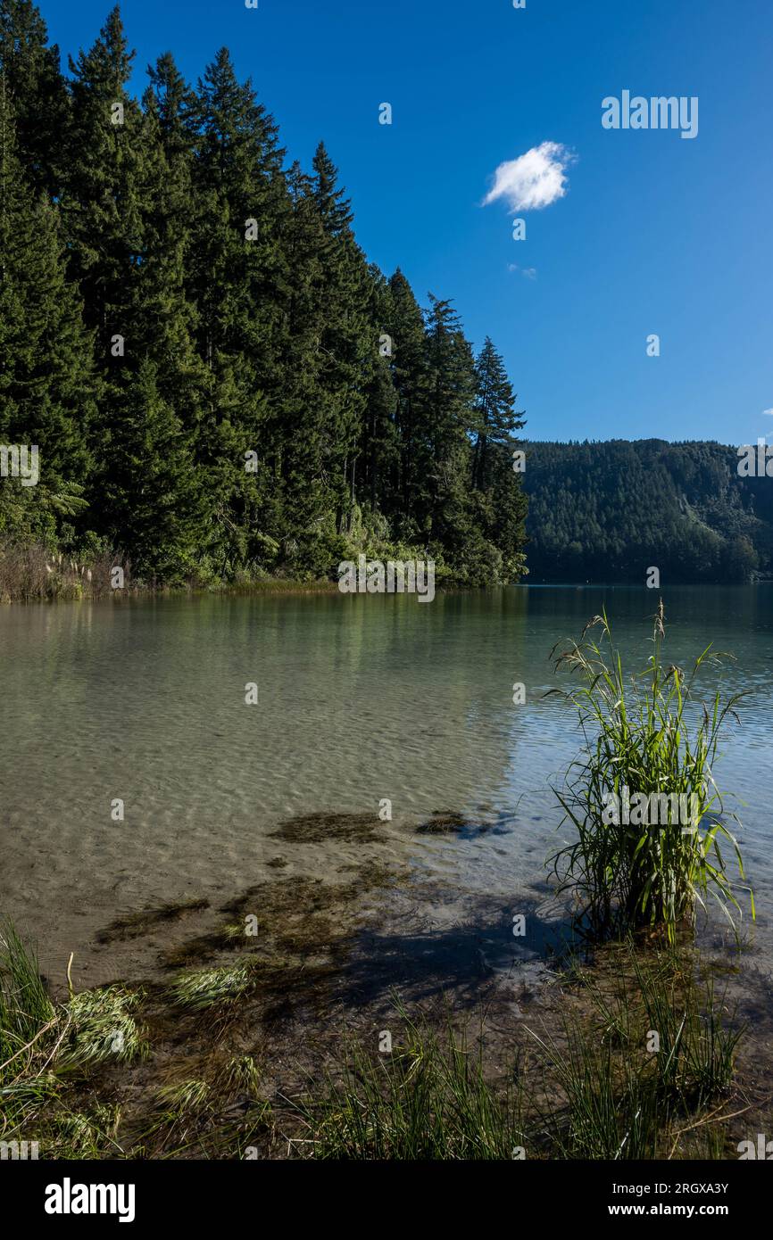 Blue Lake in Rotorua, New Zealand Stock Photo - Alamy