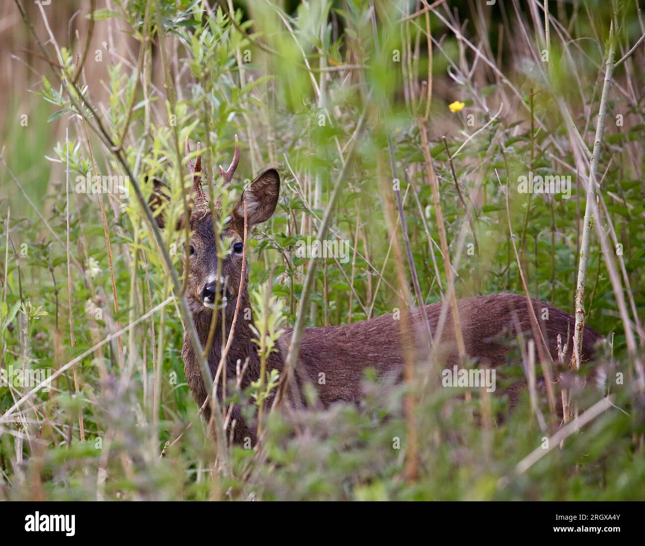 Timid animals hi-res stock photography and images - Alamy