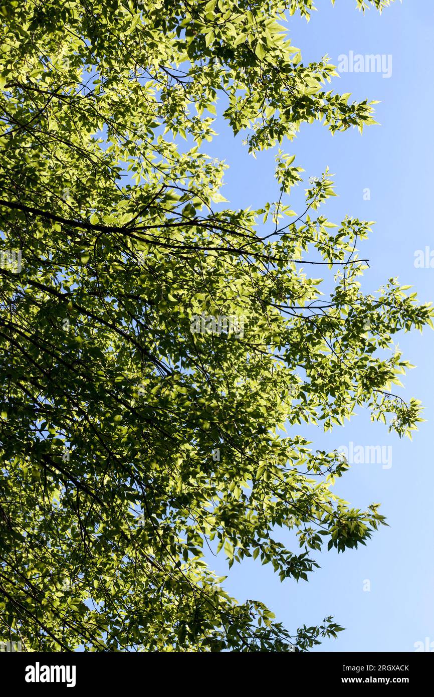 beautiful young foliage of green trees,foliage of a tree in the summer ...