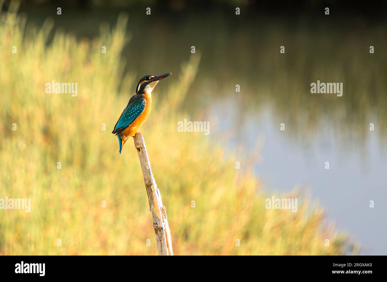 Kingfisher resting on a perch by the lake Stock Photo - Alamy