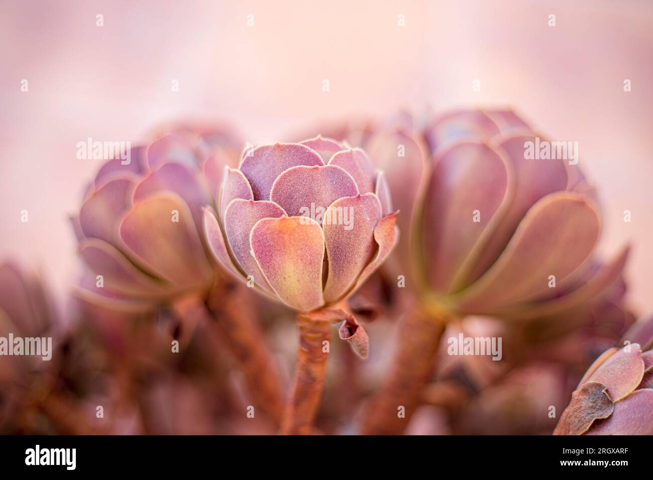 Succulent plant called aeonium arboreum typical of the Canary Islands ...