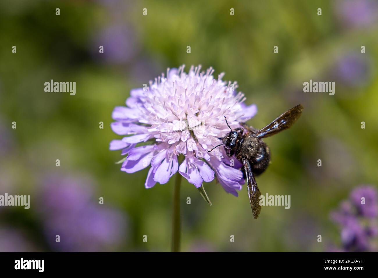 large black carpenter bee on a flower Stock Photo - Alamy