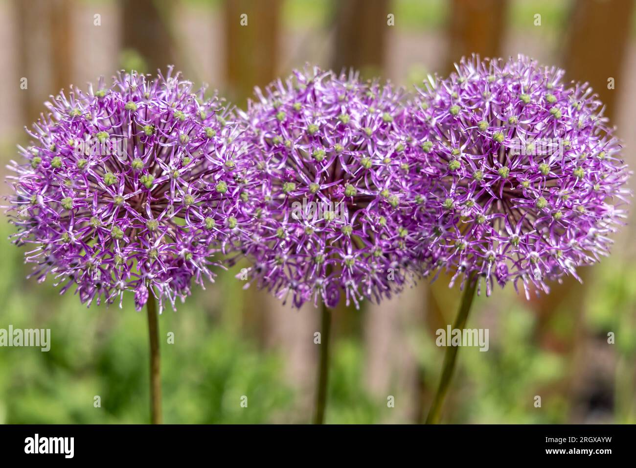 three large balls of ornamental onions Stock Photo - Alamy