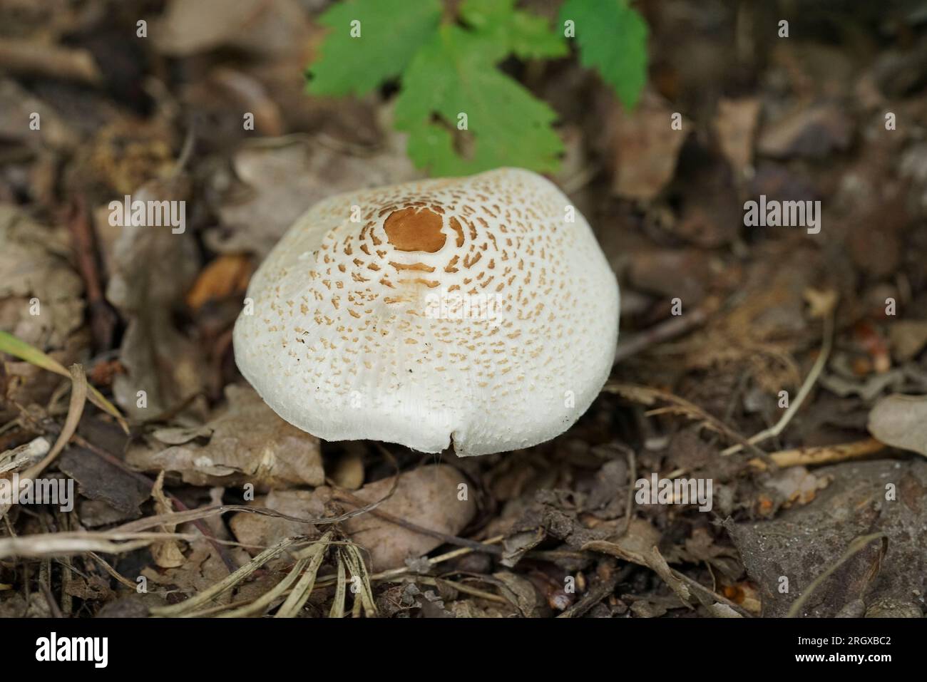 Stinking dapperling lepiota cristata hi-res stock photography and ...