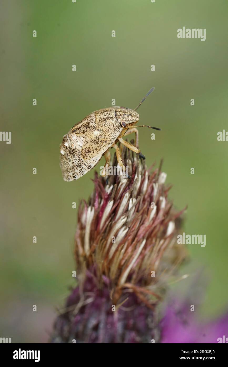 Natural vertical closeup on an instar, nymph of the striped bug ...