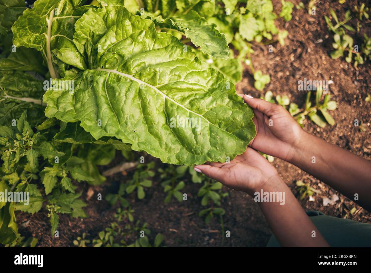 Leaf, agriculture and farm with hands of person for environment ...