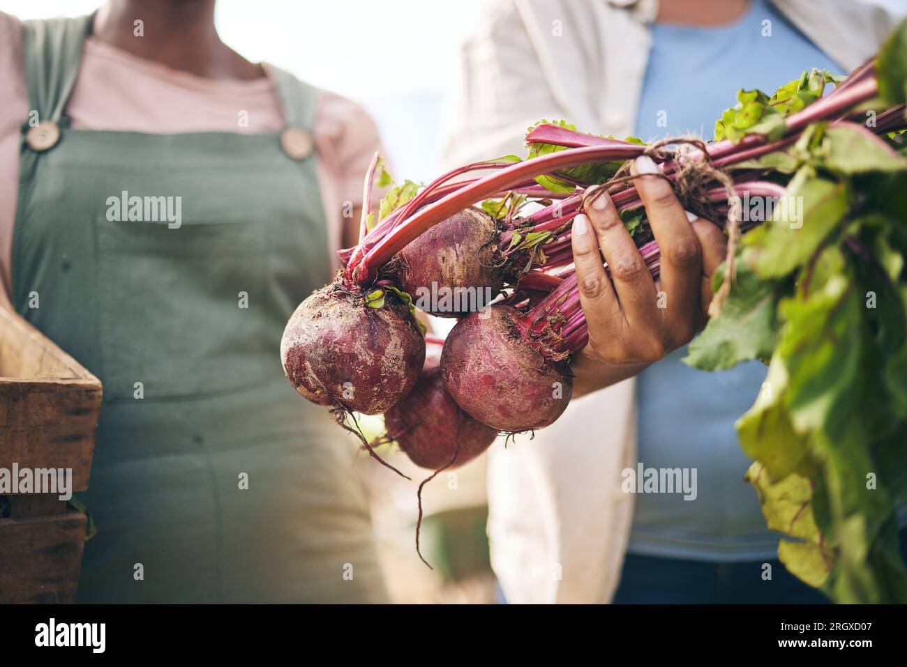 Farming, hands and beetroot harvest with box, leaves and team at agro ...
