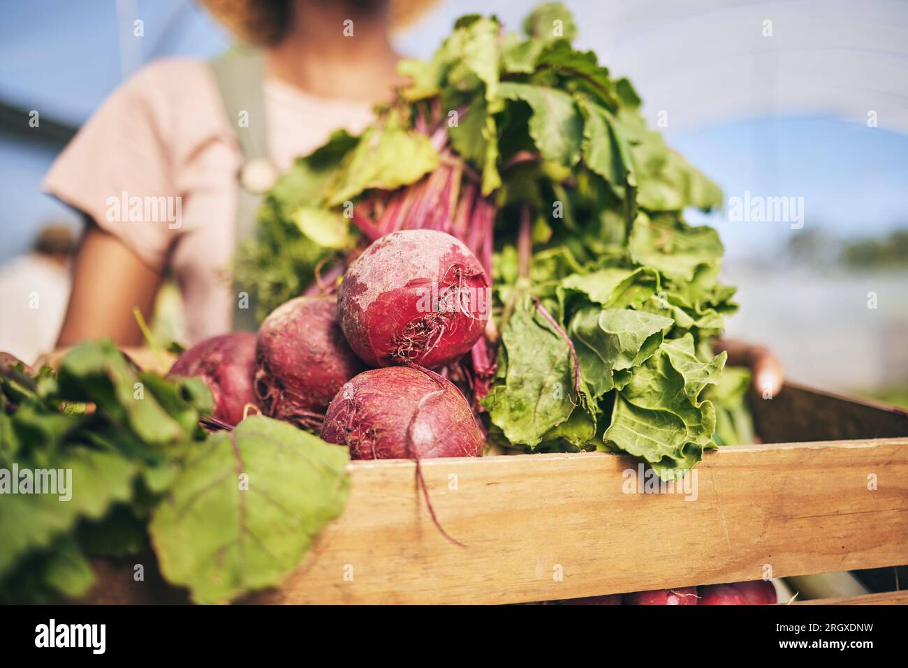 Farming, woman hands and beetroot harvest for box, leaves or food at ...