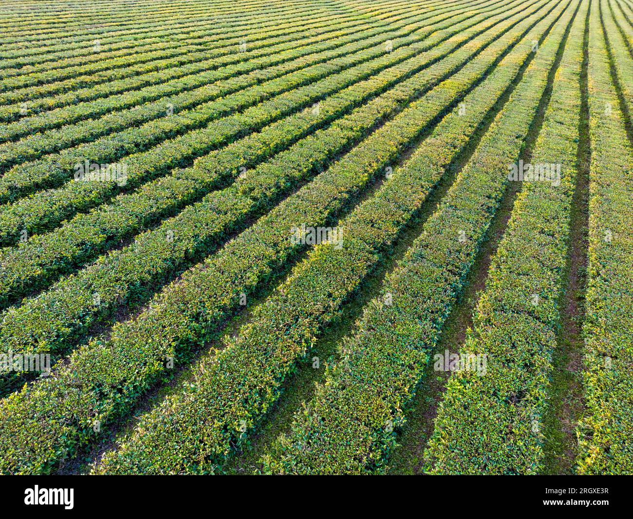 Aerial view of green and accurate rows of hedges with countless tea ...