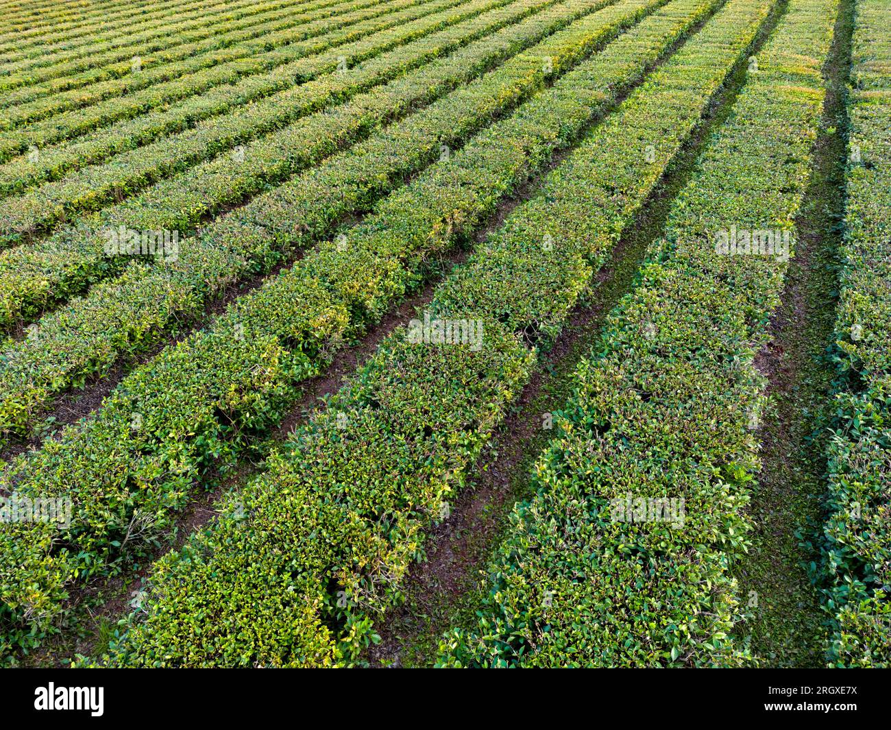 Aerial view of green and accurate rows of hedges with countless tea ...