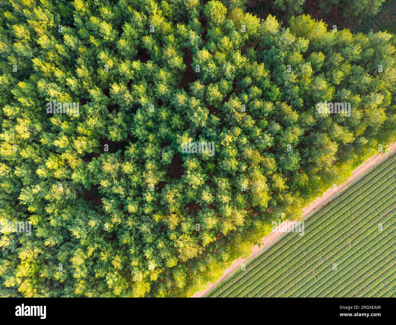 Aerial view of green and lush tree tops building a thick forest and ...